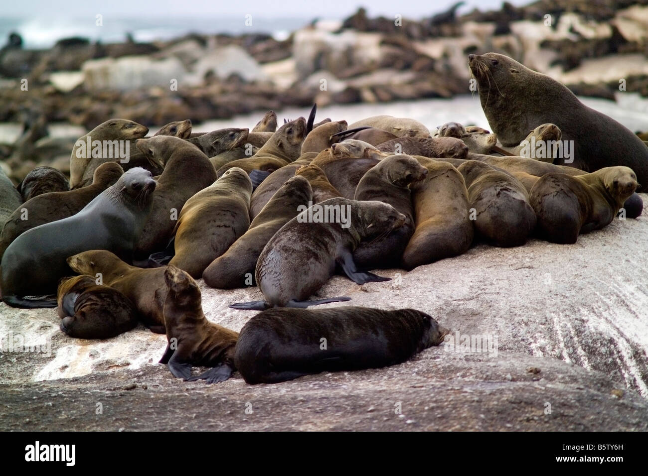 South africa cape town hout bay hi-res stock photography and images - Alamy