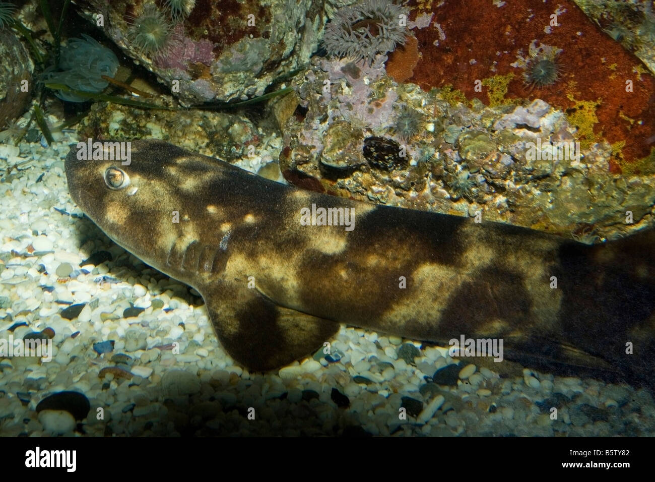 Small-spotted catshark Two Oceans Sea Aquarium Victoria & Alfred ...