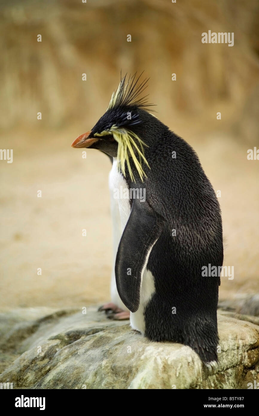 Pinguino victoria hi-res stock photography and images - Alamy