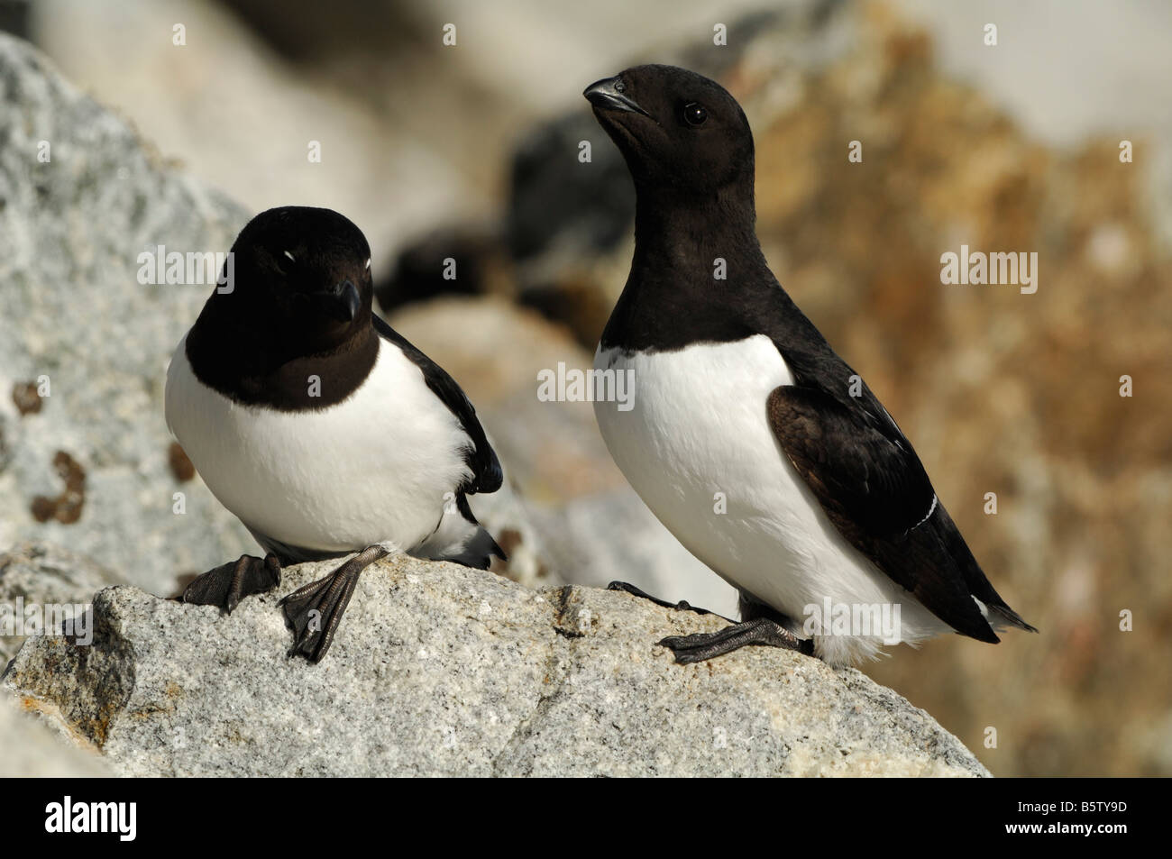 Little auk or dovekie (Alle alle Stock Photo - Alamy