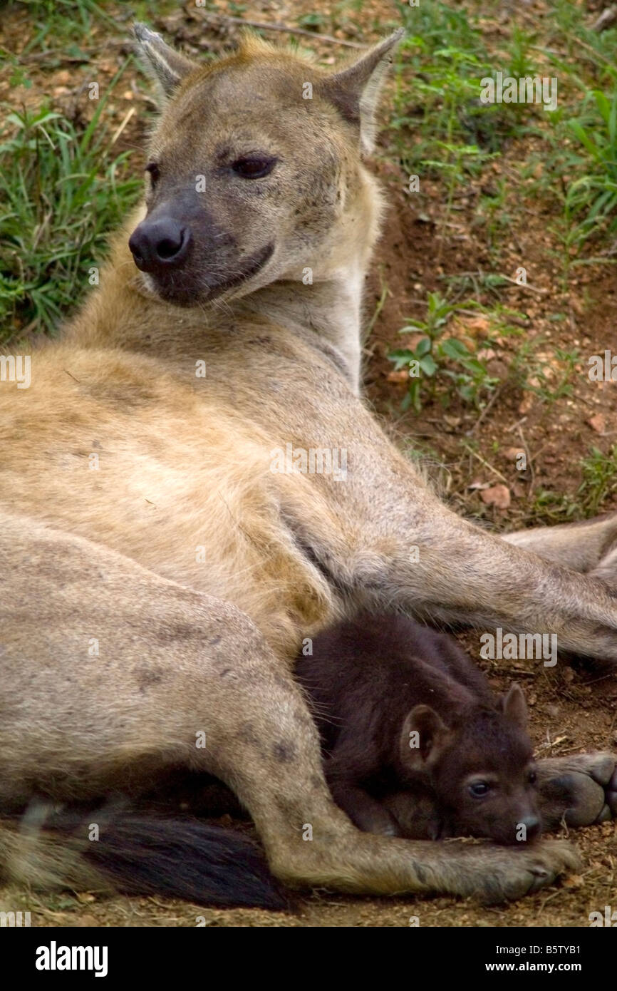 Hyena Kruger national park South Africa Africa Stock Photo - Alamy
