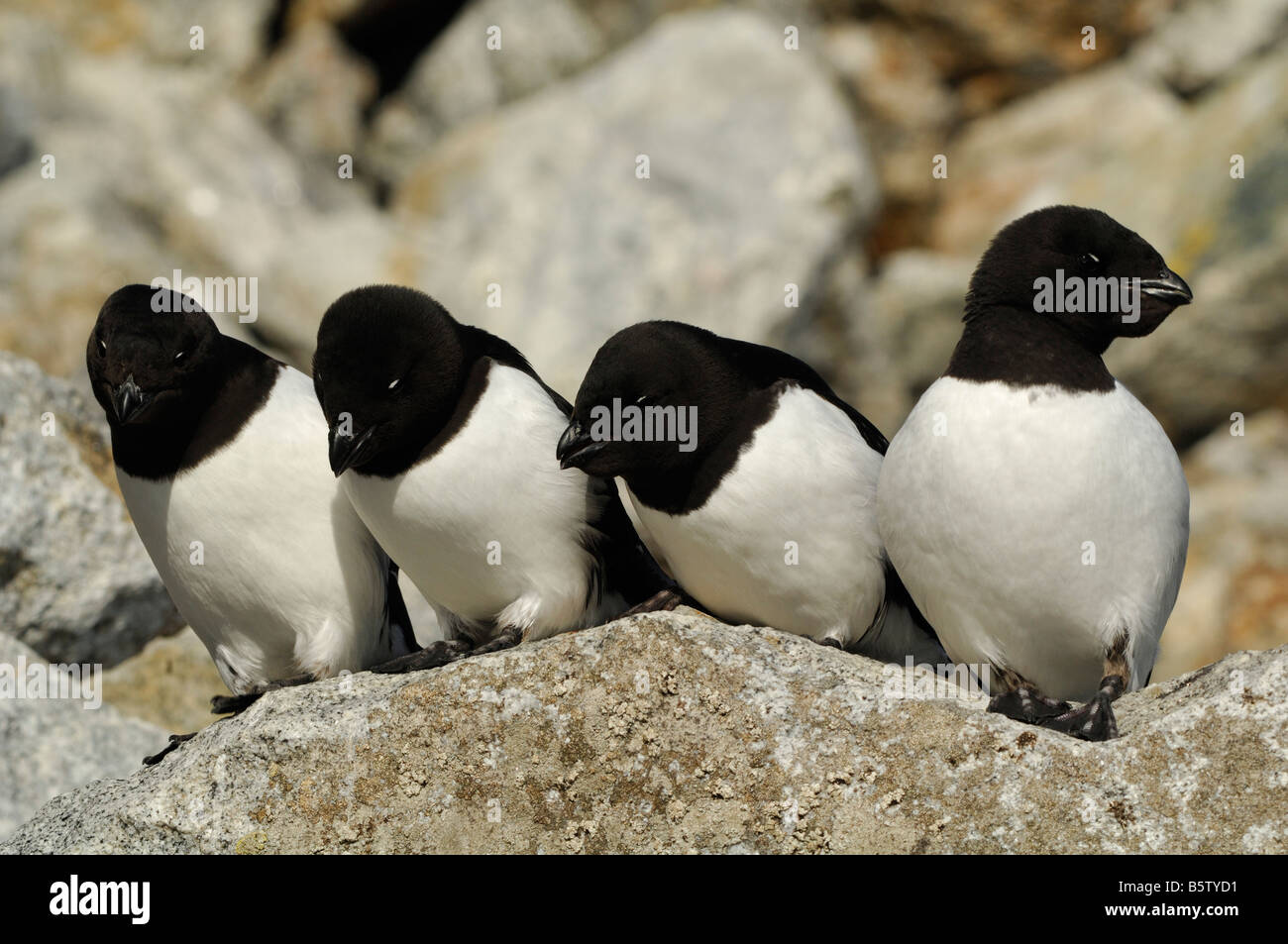 Little auk alle alle group hi-res stock photography and images - Alamy