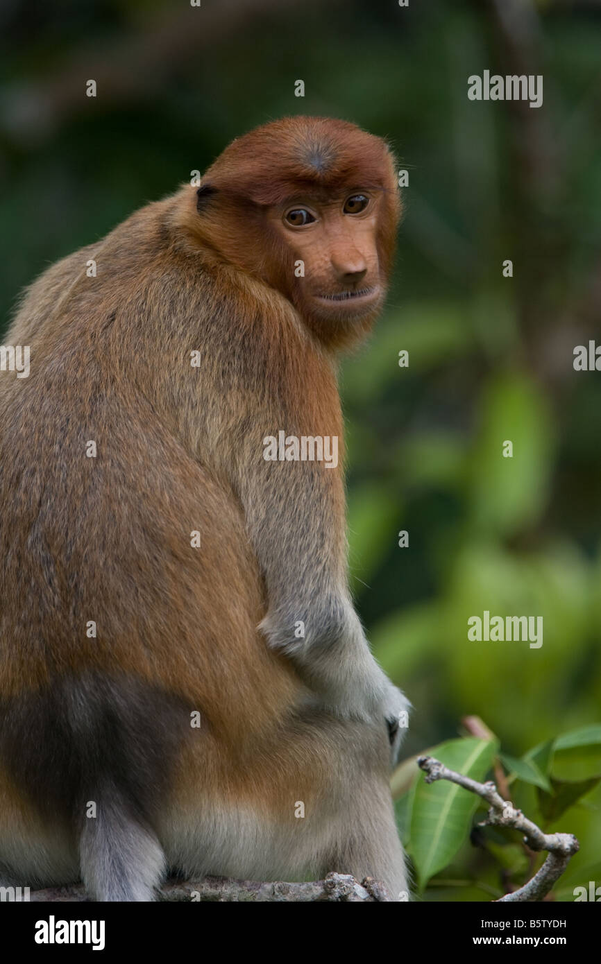 Proboscis monkey looking backwards in Tanjung Puting NP Borneo Stock ...