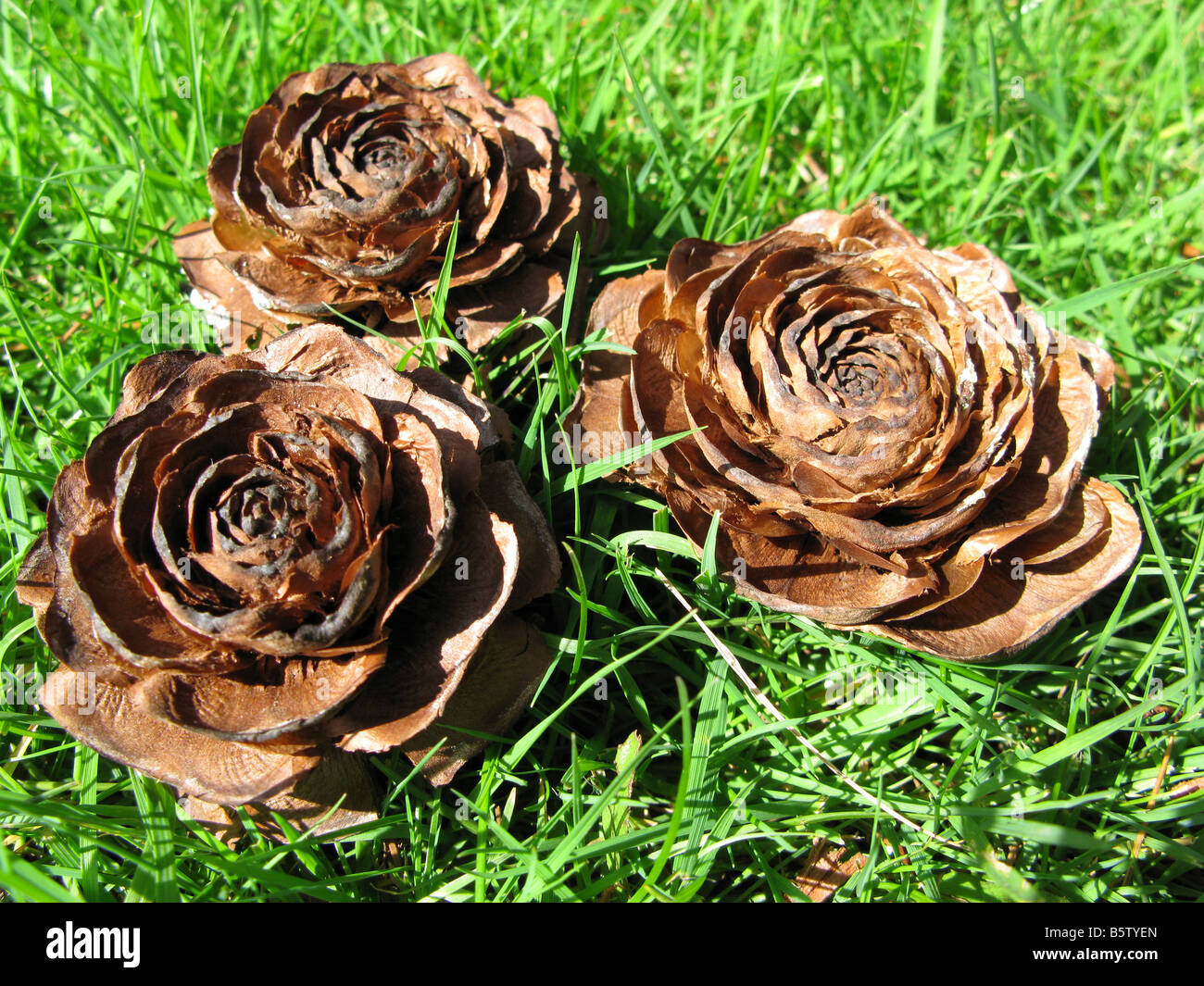 Trio of cedar cones on grass Stock Photo - Alamy
