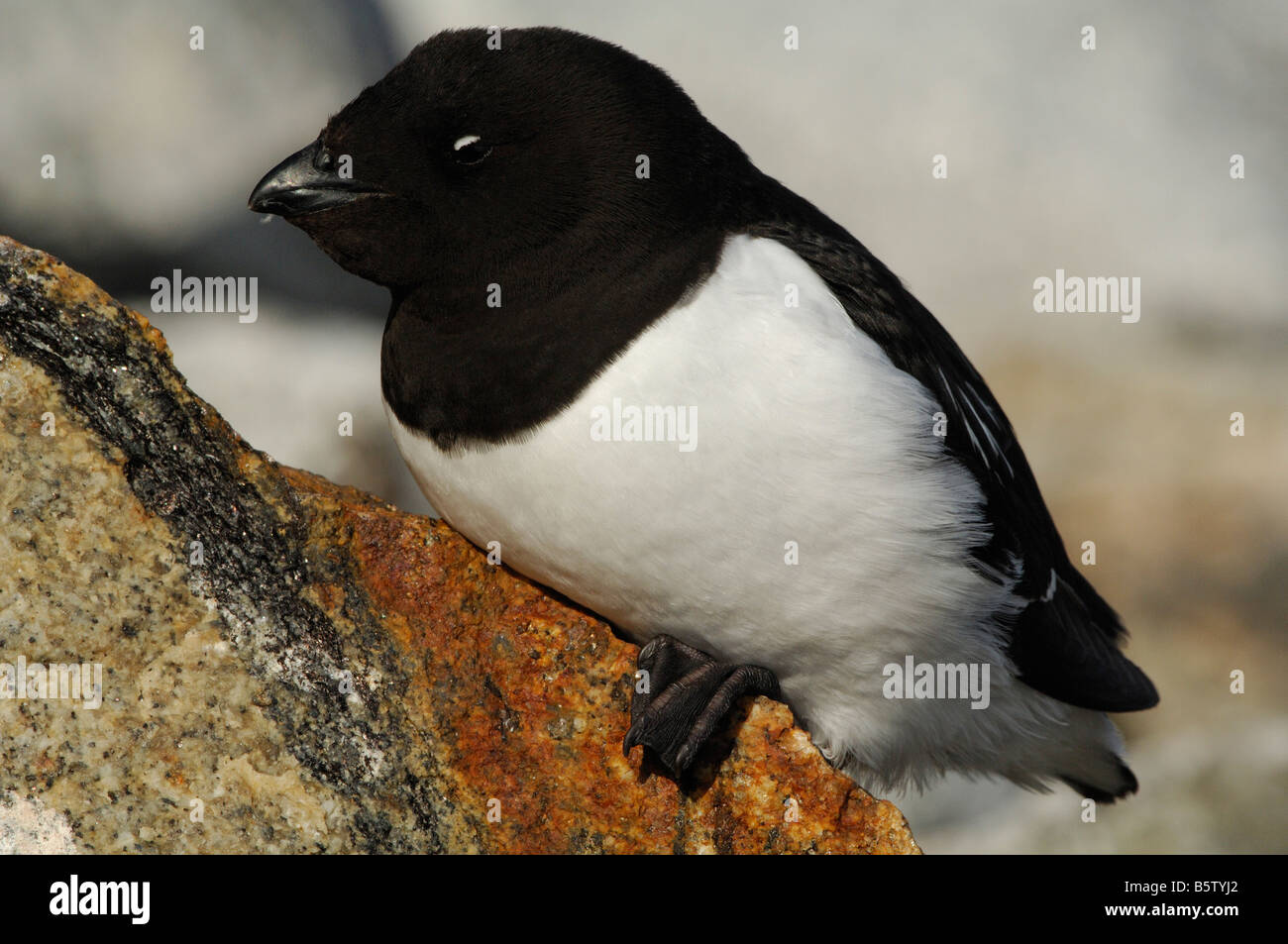 Little auk or dovekie (Alle alle Stock Photo - Alamy