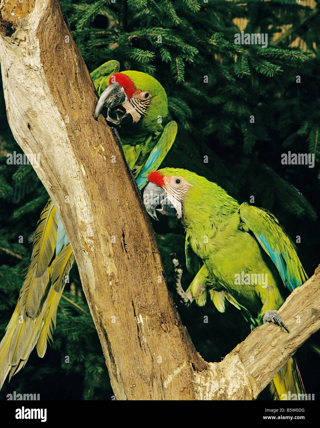 Great Green Macaw Macaw, Buffon's Macaw, Great Military Macaw (Ara ...