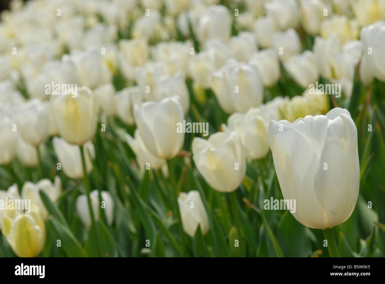 White flower bloom pedal hi-res stock photography and images - Alamy