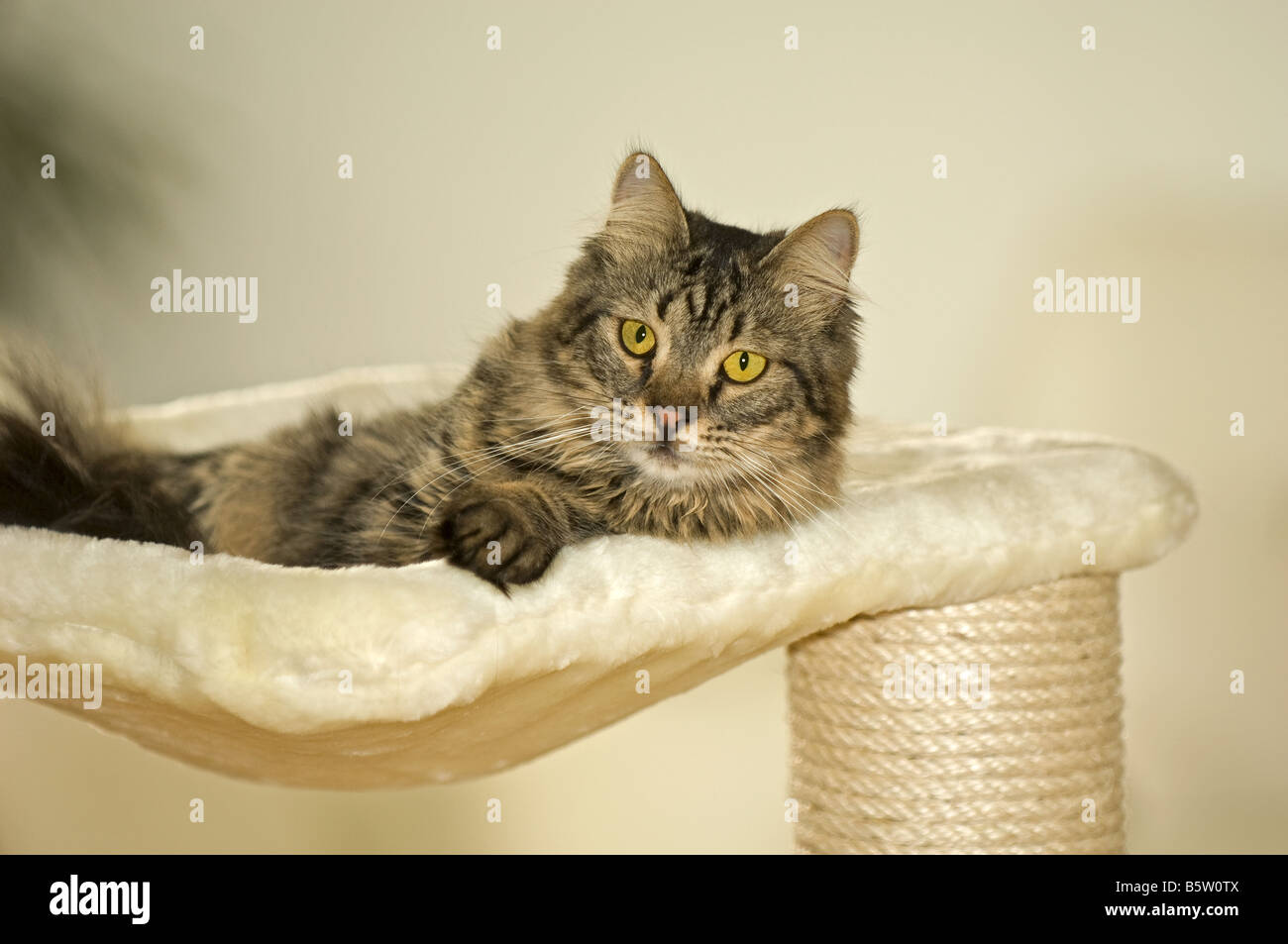 tabby cat - lying on scratching post Stock Photo - Alamy