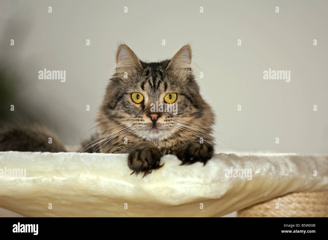 tabby cat - lying on scratching post Stock Photo - Alamy
