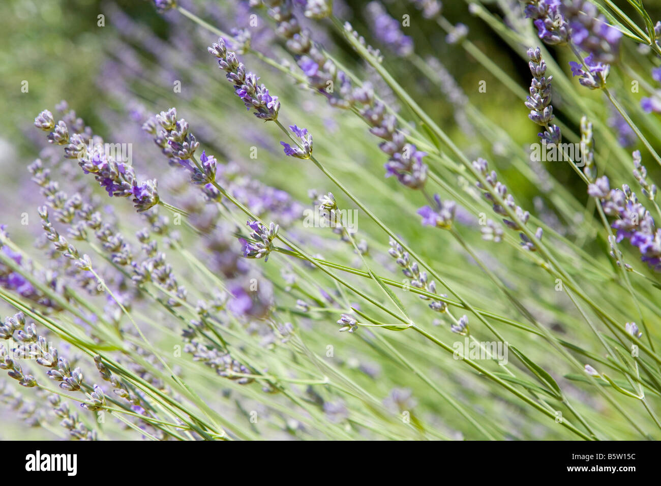 Lavanda officinalis hi-res stock photography and images - Alamy