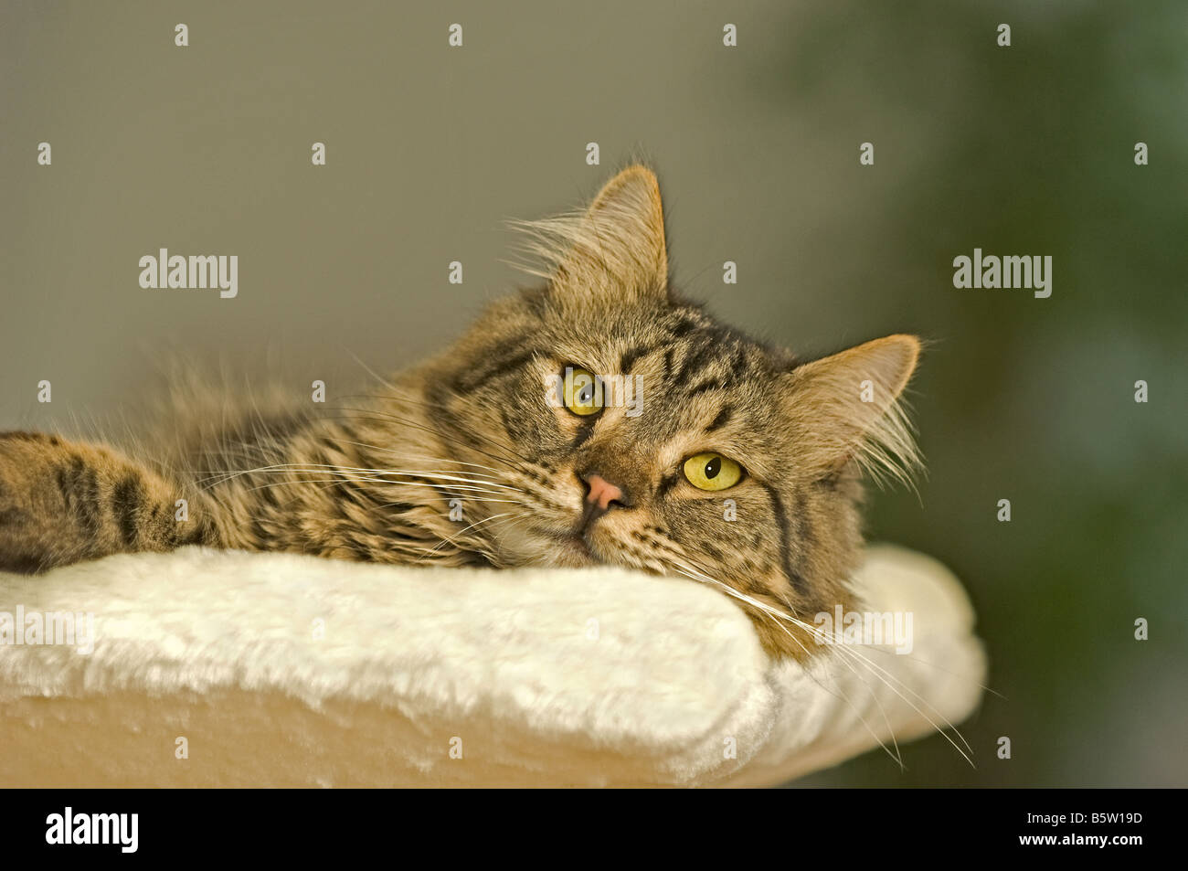 tabby cat - lying on scratching post Stock Photo - Alamy