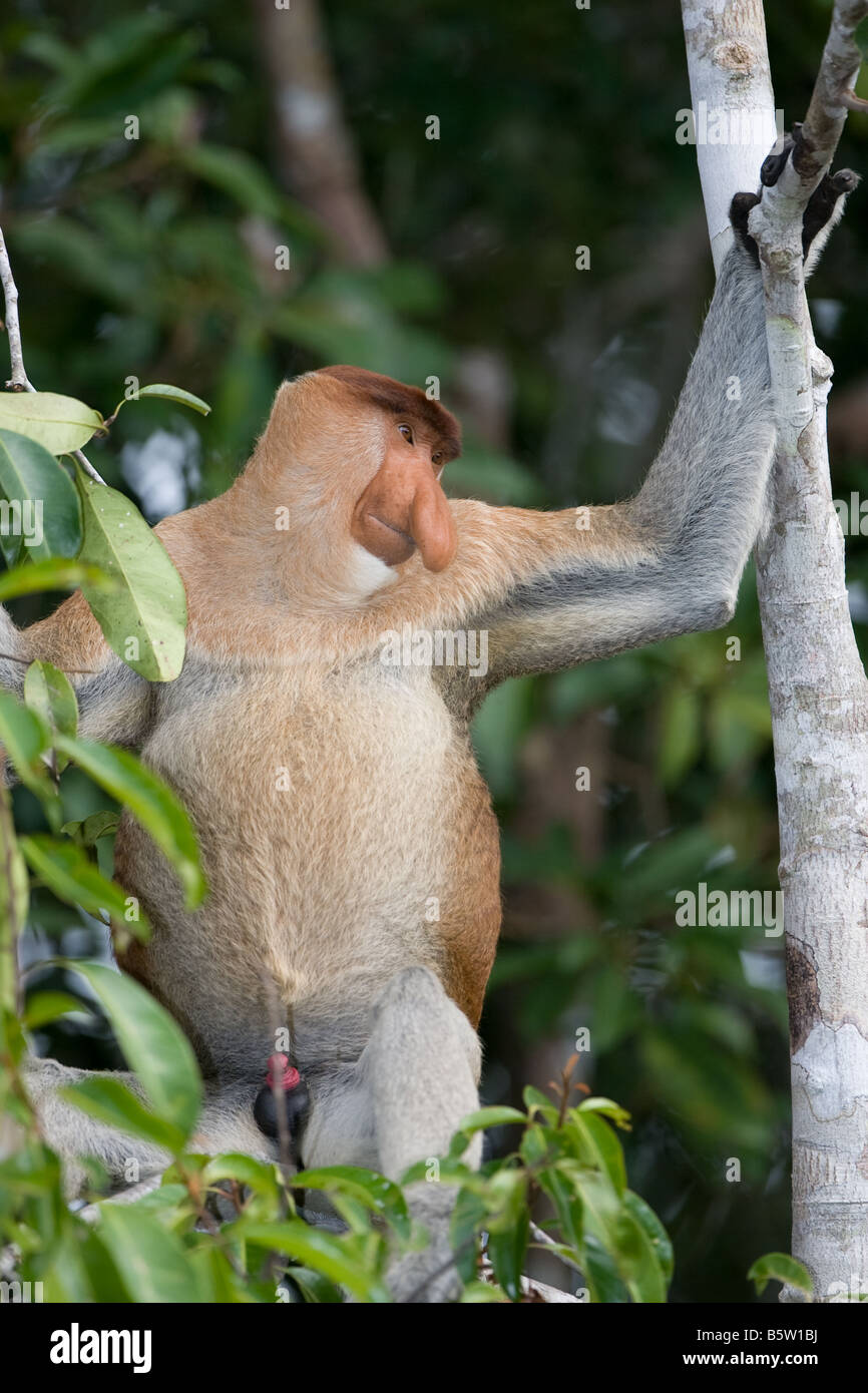Proboscis monkey immature hi-res stock photography and images - Alamy