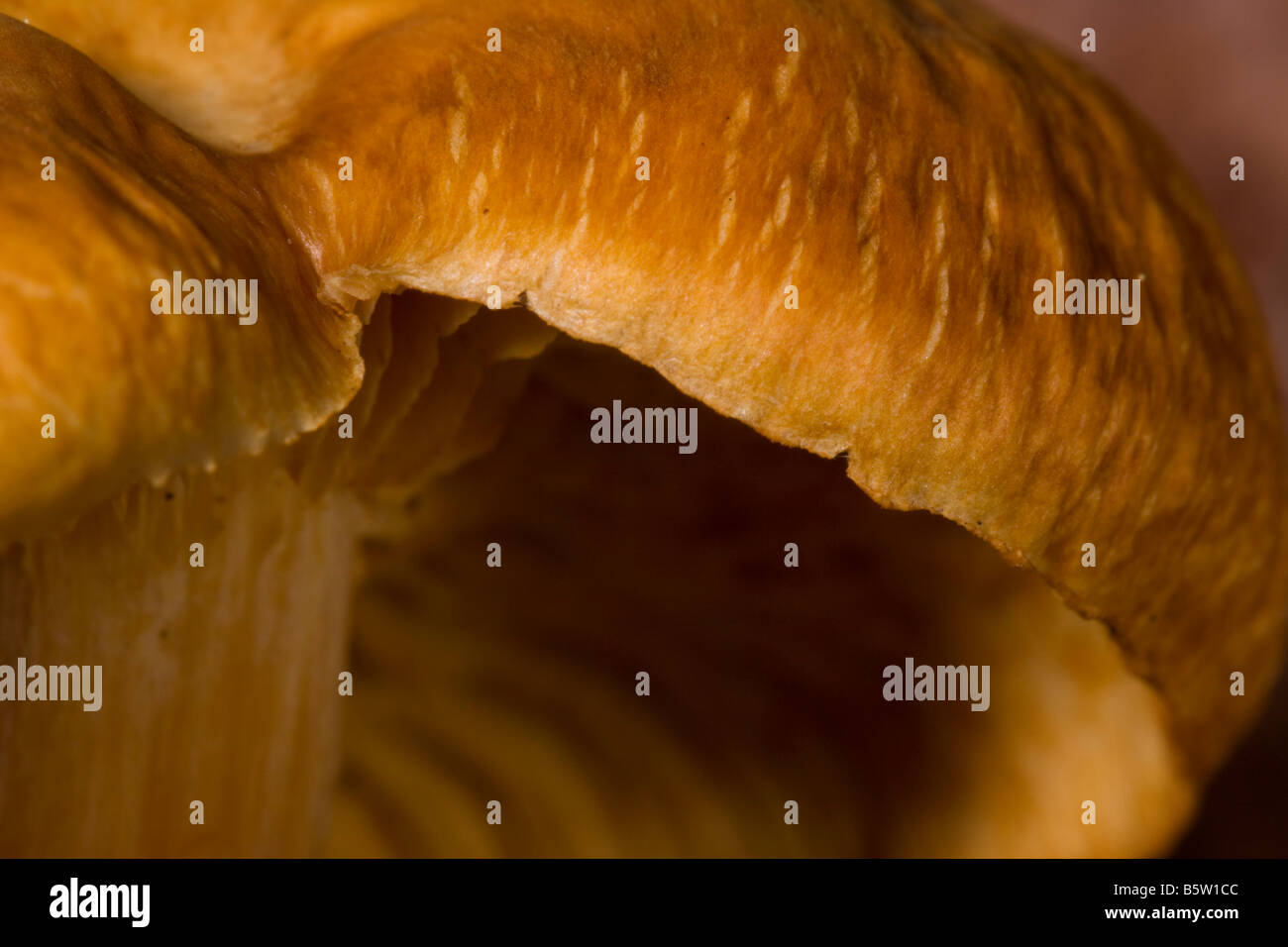 Sopley hi-res stock photography and images - Alamy