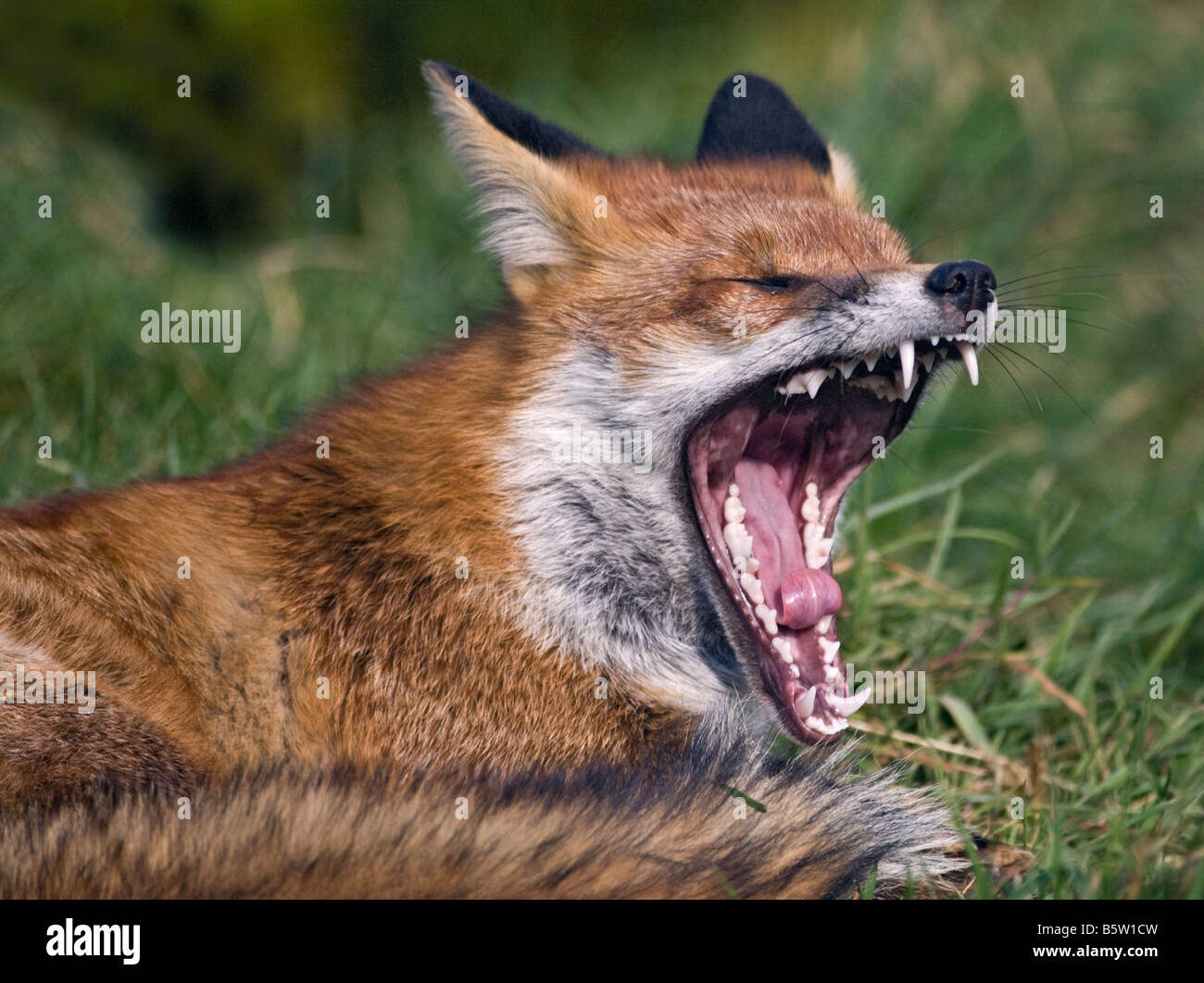 European Red Fox (Vulpes vulpes), UK Stock Photo - Alamy