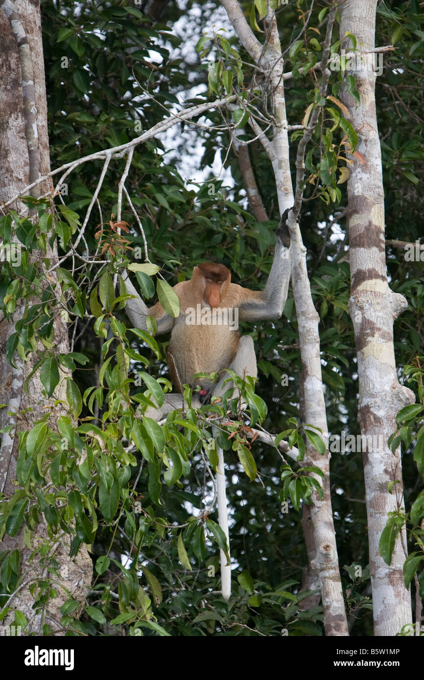 Proboscis monkey immature hi-res stock photography and images - Alamy