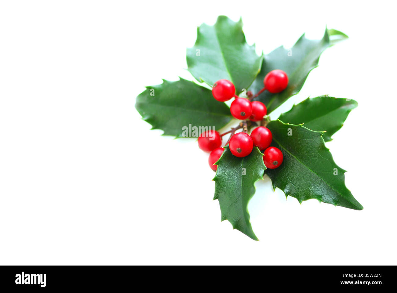 Holly leaves isolated on hi-res stock photography and images - Alamy