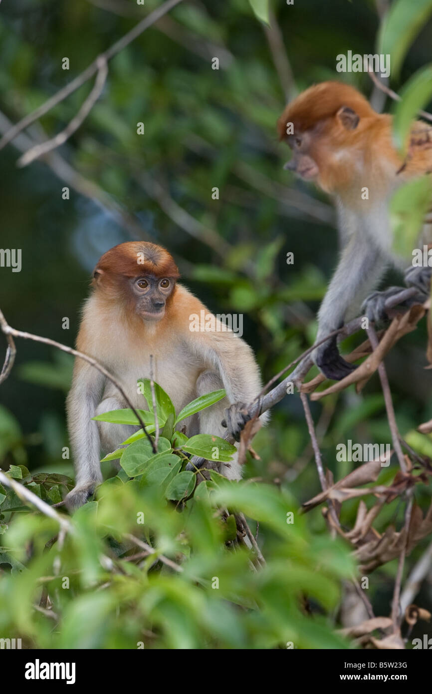 Two young cute proboscis monkeys on a branch in Tanjung Puting NP ...
