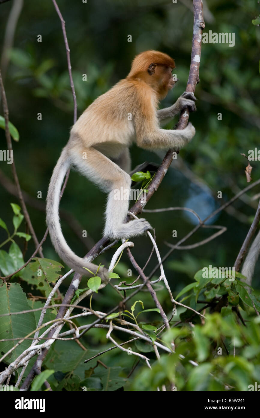 Proboscis monkey immature hi-res stock photography and images - Alamy