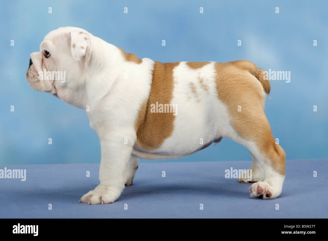 Small dog stands on Cut Out Stock Images & Pictures - Alamy