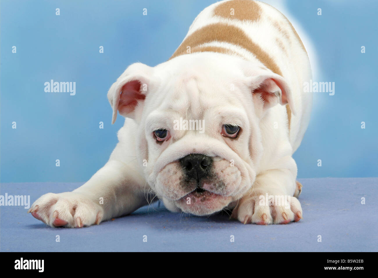 English Bulldog dog - puppy wanting to play Stock Photo - Alamy