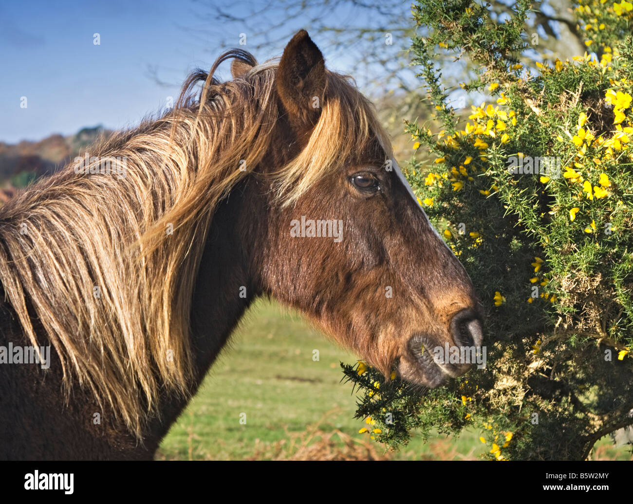 Pony eating Gorse Bush, New Forest, Hampshire, England Stock Photo - Alamy