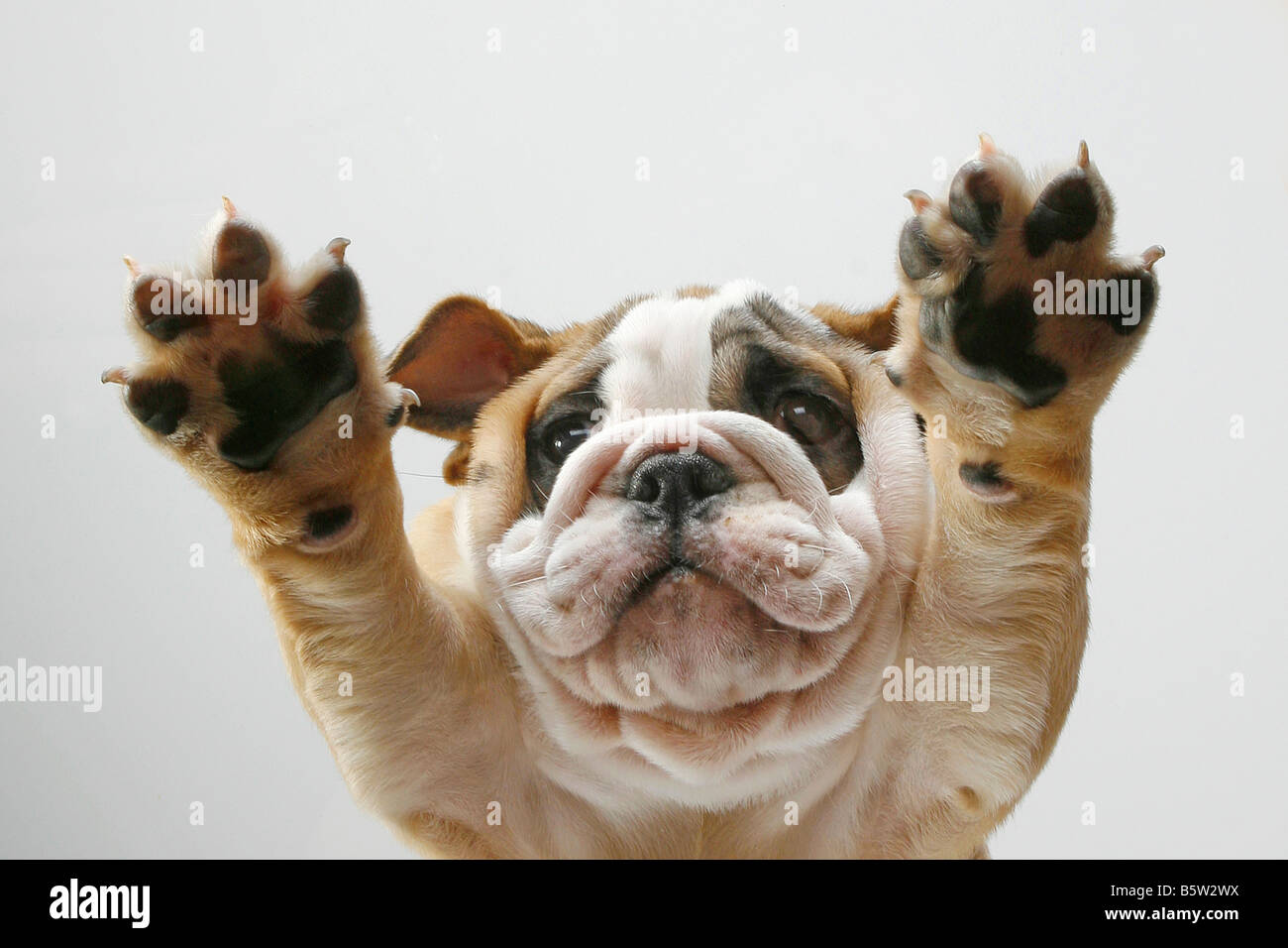 English bulldog. A puppy with the front paws on a glass pane, portrait ...