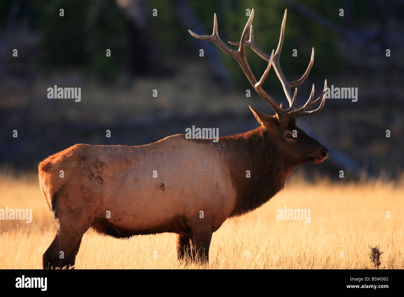 Elk mating hi-res stock photography and images - Alamy