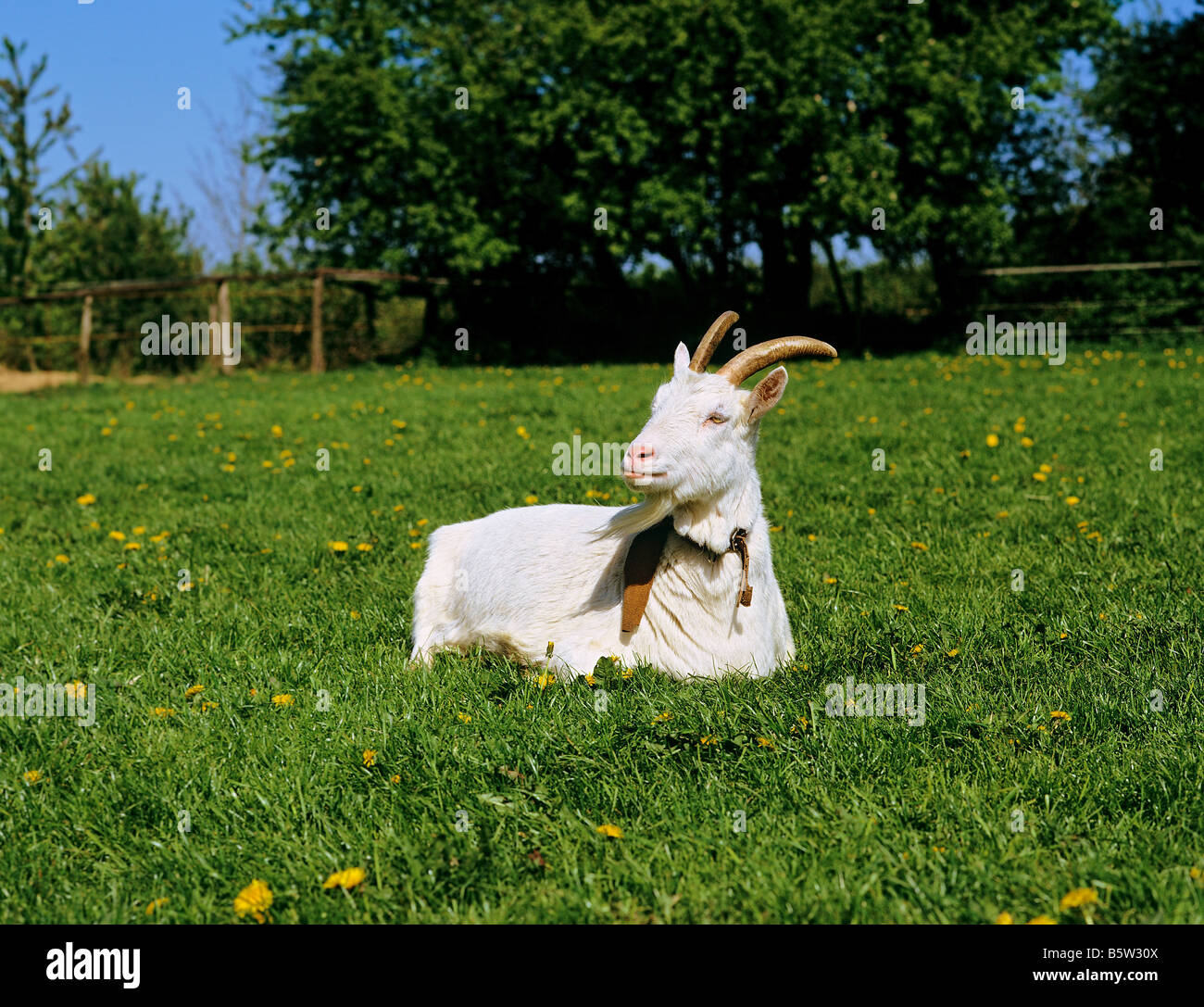 goat - lying on meadow Stock Photo - Alamy