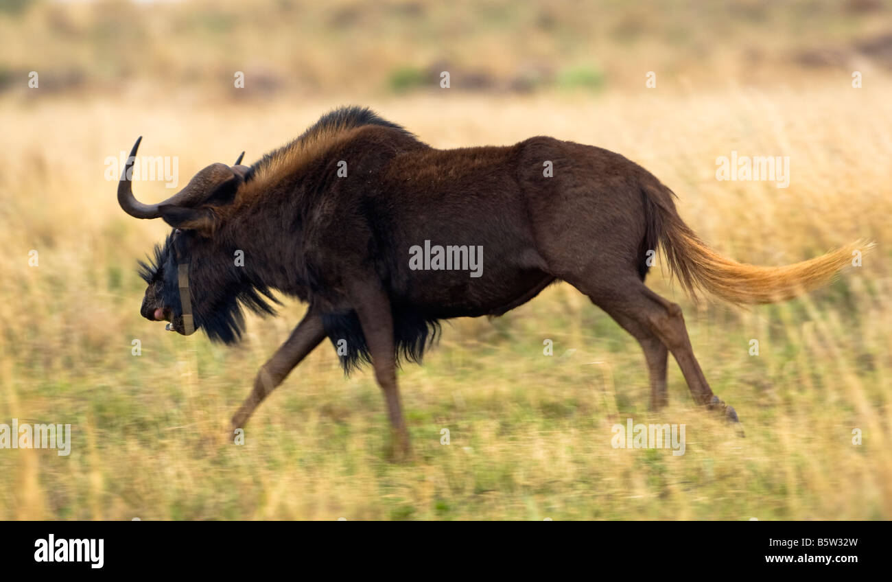 black wildebeest running Stock Photo - Alamy