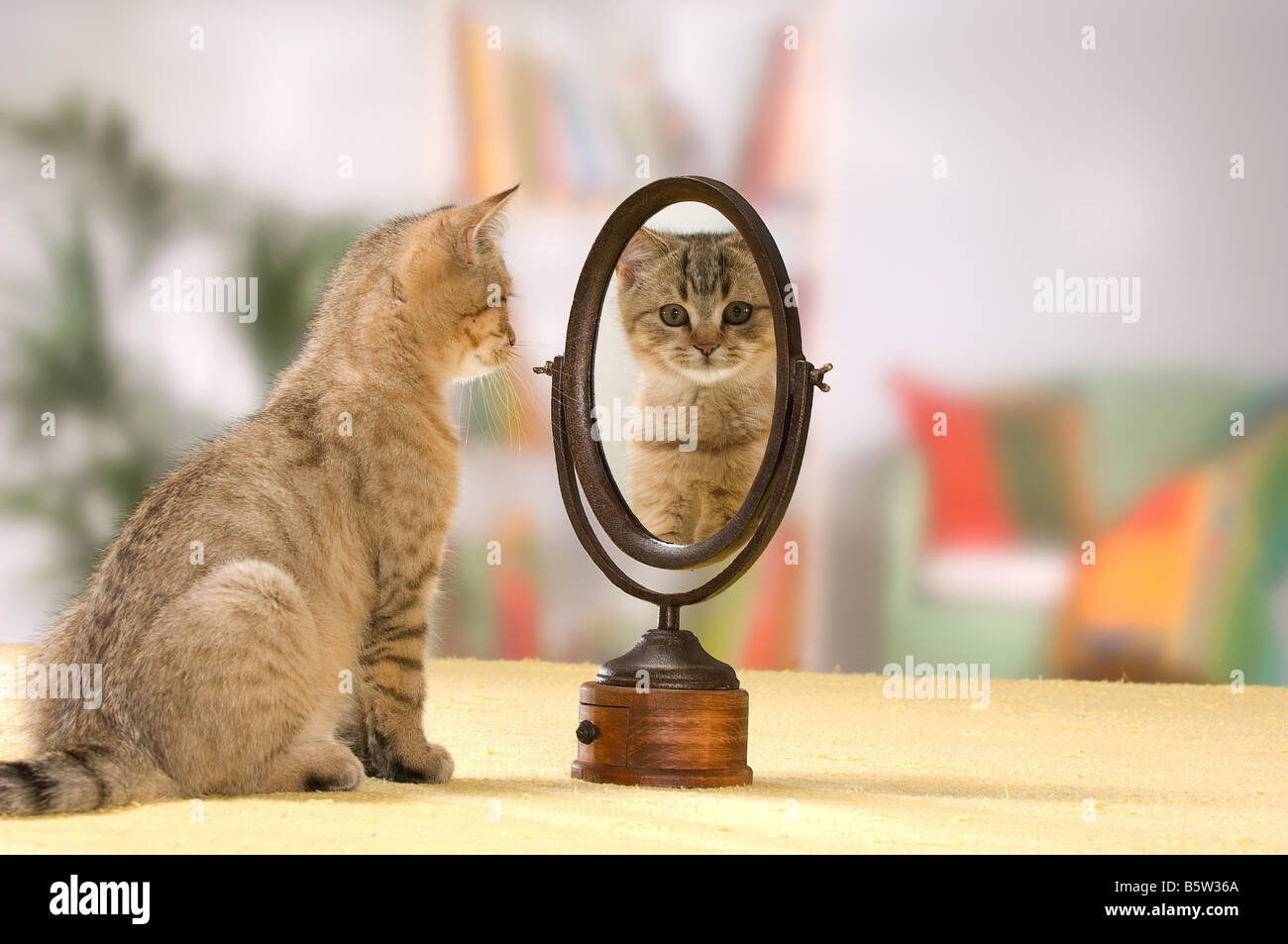 British Shorthair cat - kitten in front of mirror Stock Photo - Alamy