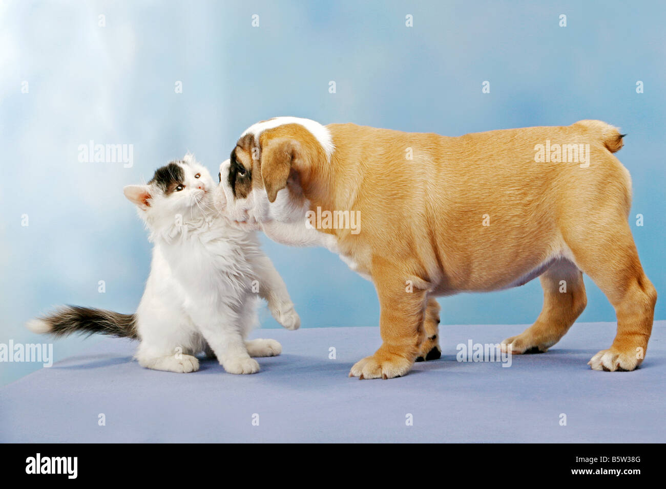 animal friendship : young English Bulldog dog and domestic cat kitten ...