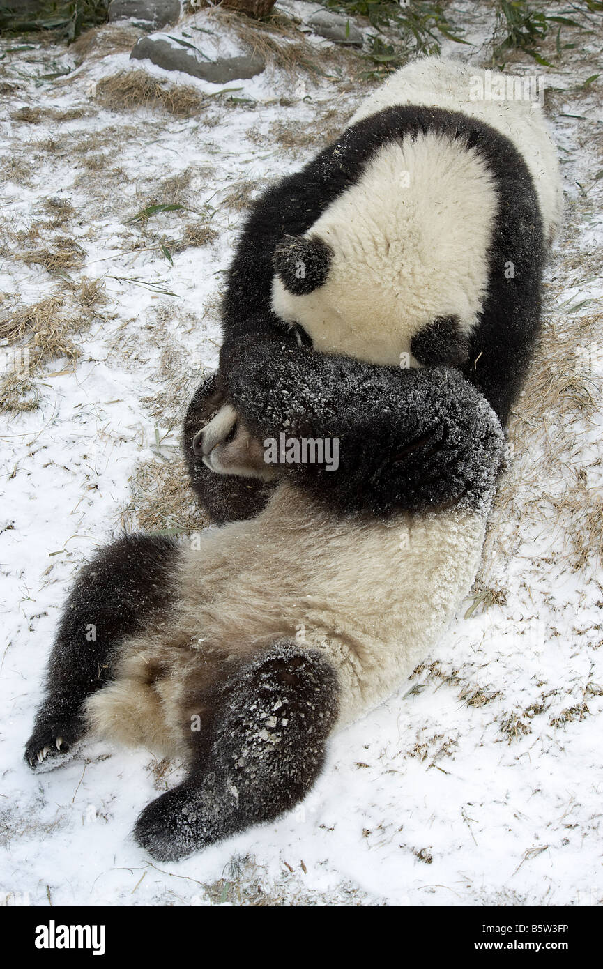 Panda Cubs In Snow