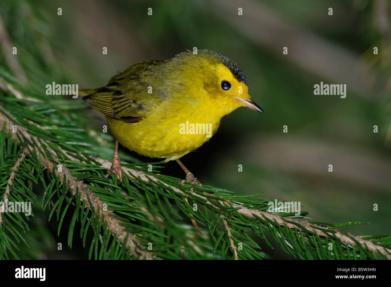 Male Wilson's warbler (Wilsonia pusilla Stock Photo - Alamy