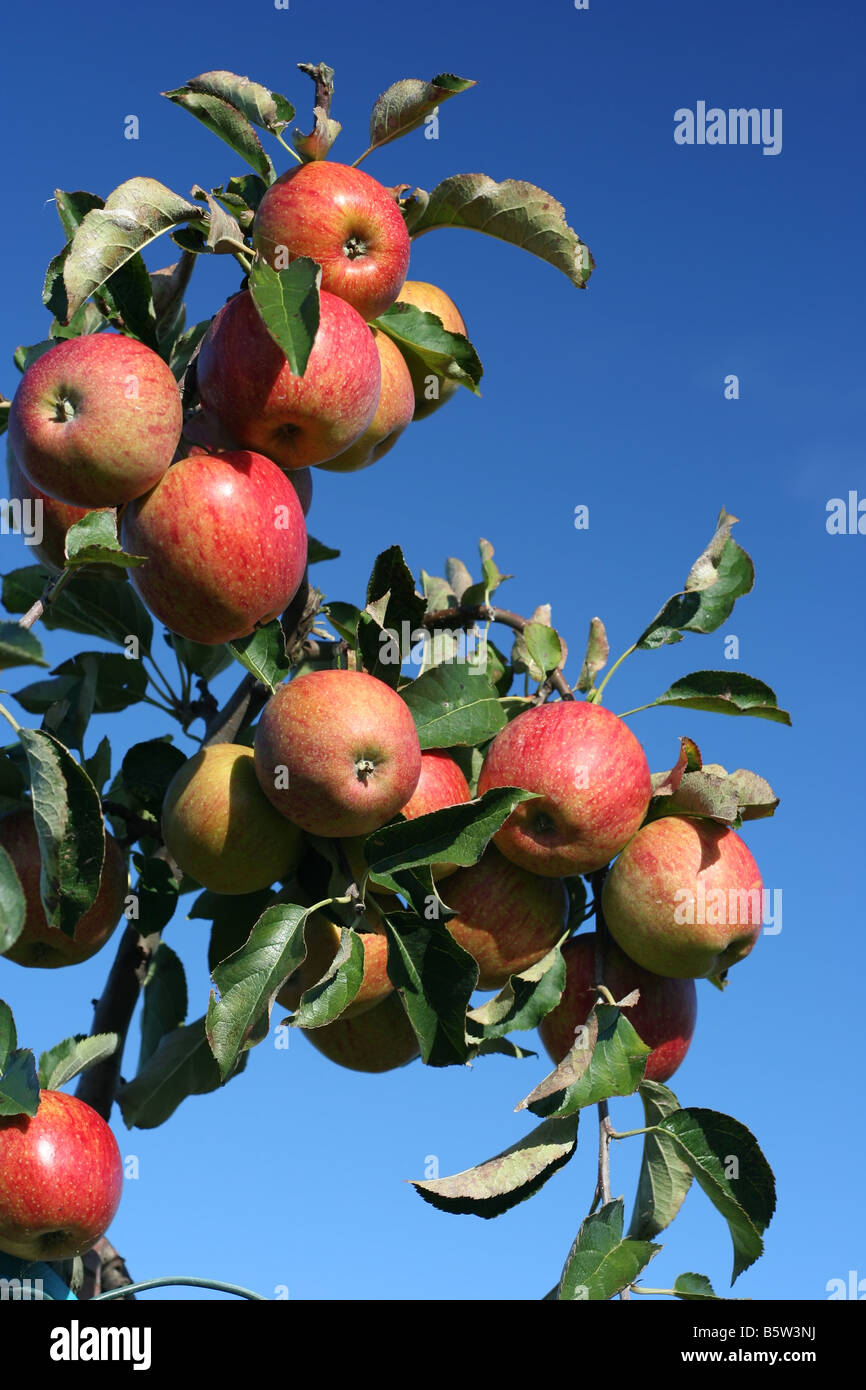 Apples on a tree Stock Photo - Alamy