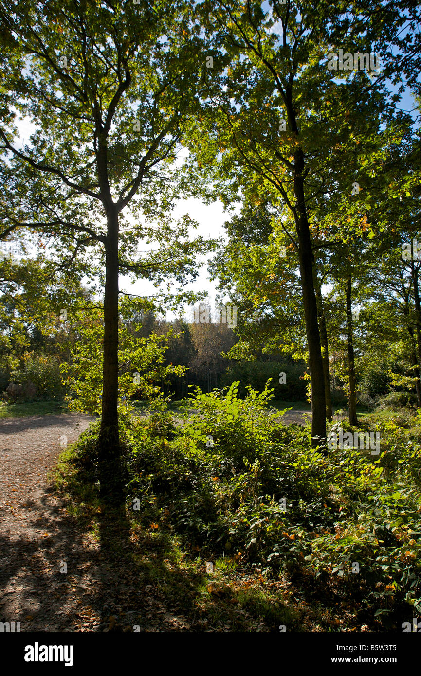 Breaking tree hi-res stock photography and images - Alamy