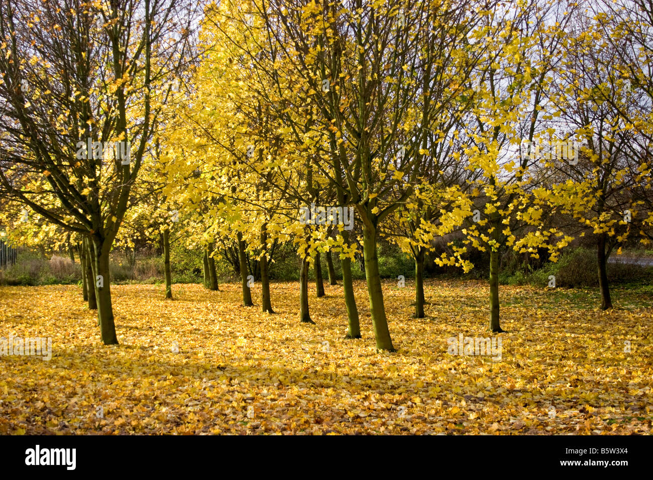 Field Maples in Autumn Stock Photo - Alamy