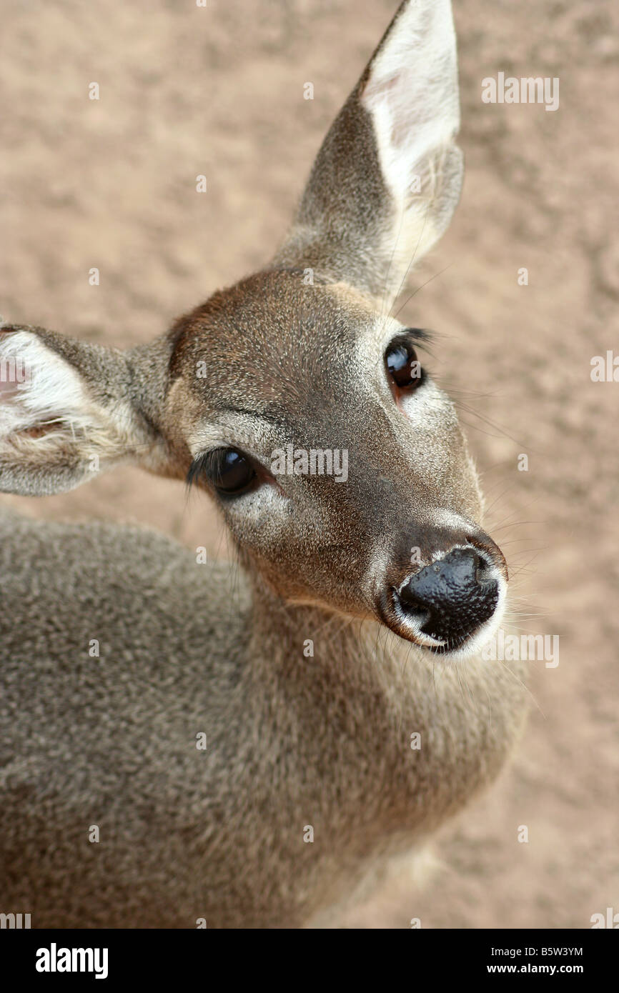 Oh my Dear a deer Stock Photo - Alamy
