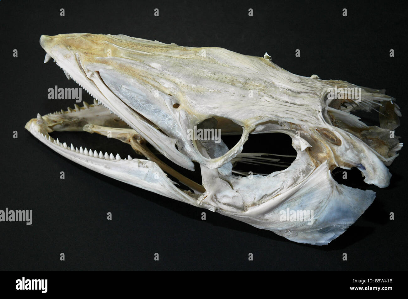 The skull of a large cod fish Stock Photo - Alamy