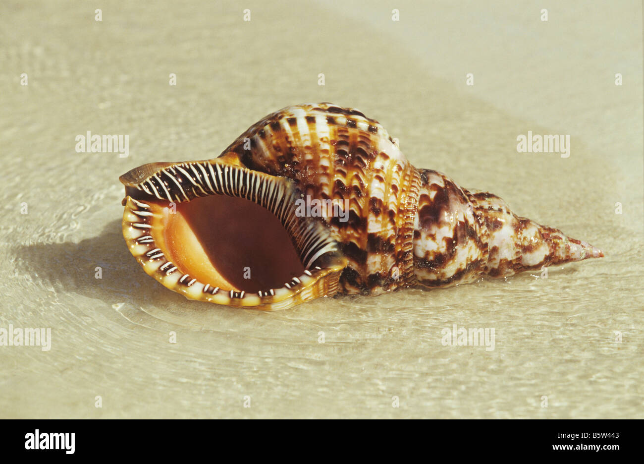 Triton trumpet shell hi-res stock photography and images - Alamy