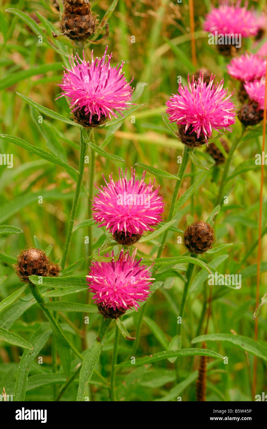 Common knapweed Centaurea nigra Asteraceae UK Stock Photo - Alamy