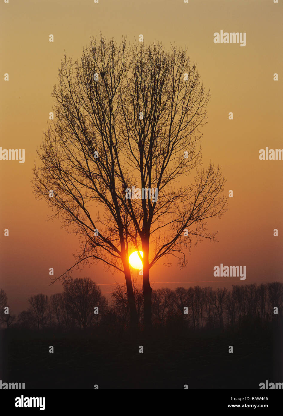 tree : sunset Stock Photo - Alamy