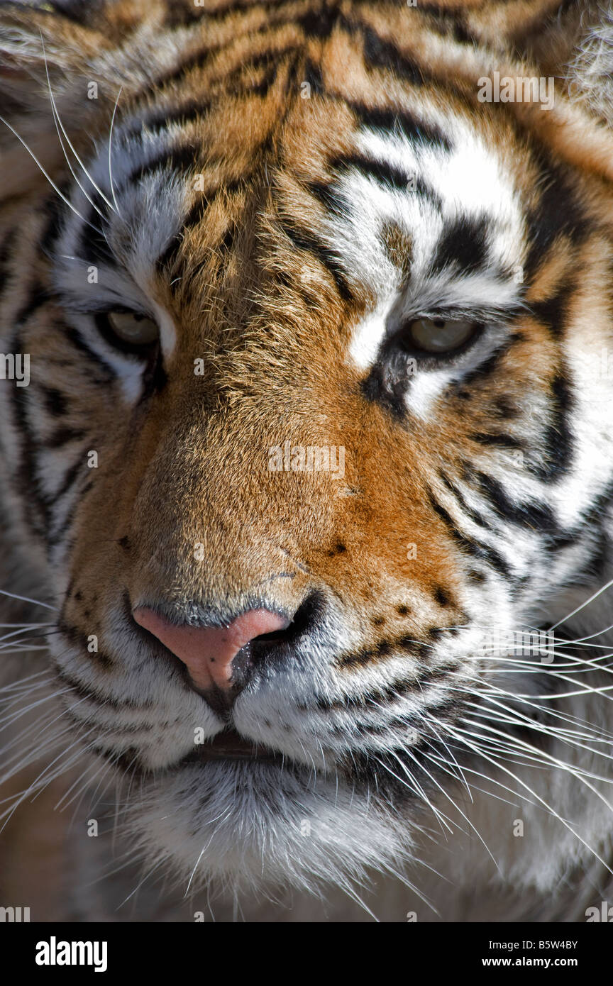 Amur or Siberian tiger Panthera tigris altaica face Heilongjiang China ...