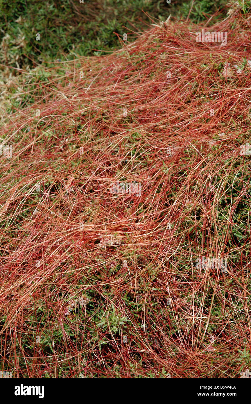 Parasitic parasite plant cuscuta epithymum hi-res stock photography and ...