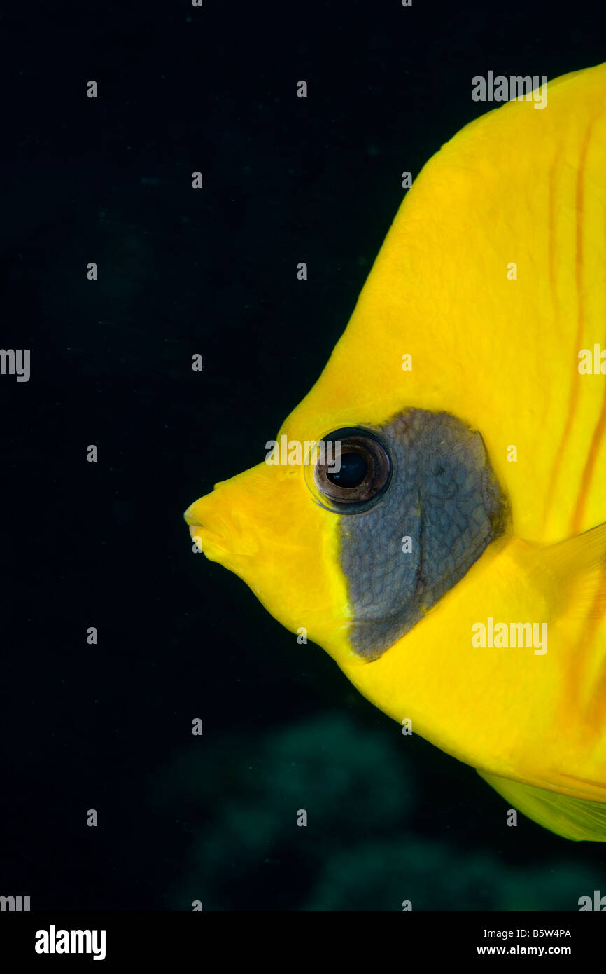 Blue cheeked butterflyfish hi-res stock photography and images - Alamy