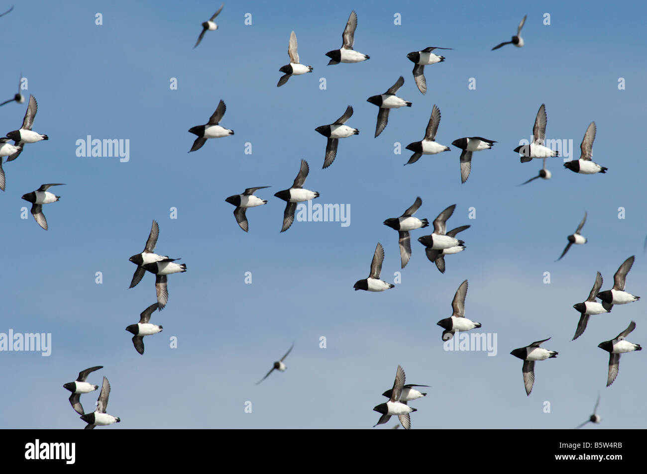 Little auk or dovekie (Alle alle) flying Stock Photo - Alamy