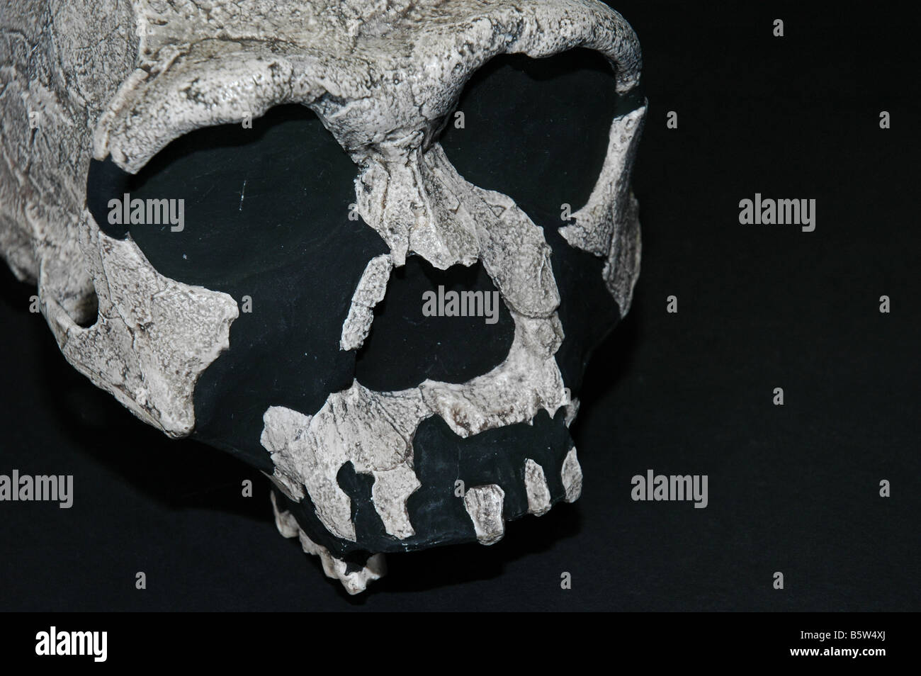 A Neanderthal skull Stock Photo - Alamy
