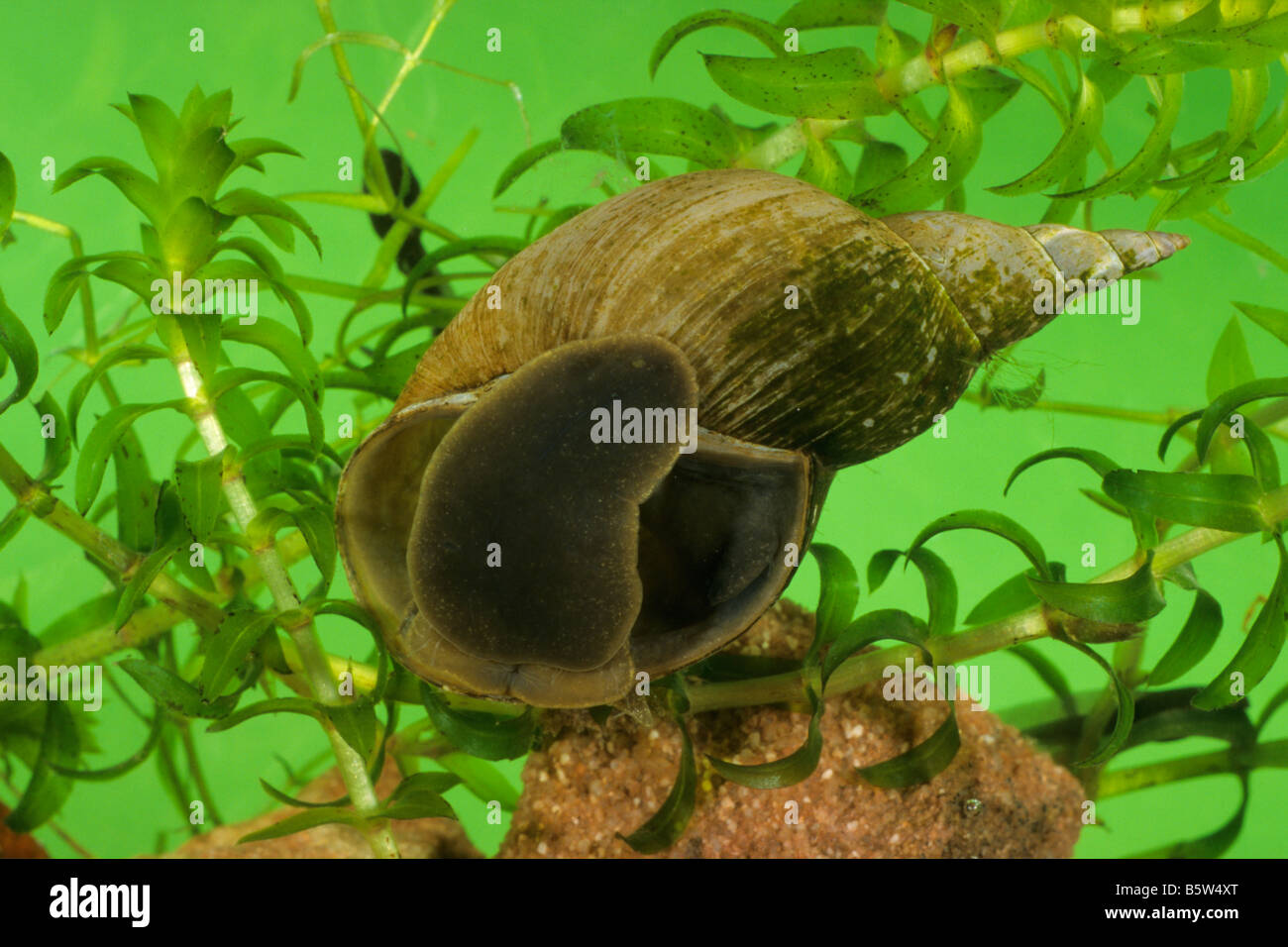 Pondsnail (Lymnaea stagnalis Stock Photo - Alamy