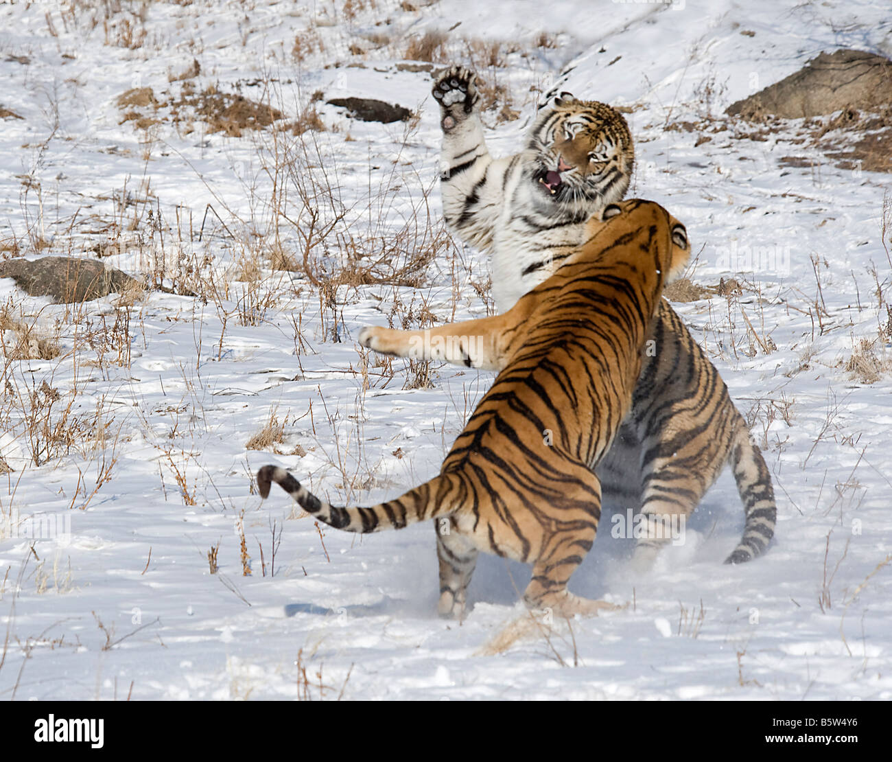 Tiger fighting snow hi-res stock photography and images - Alamy