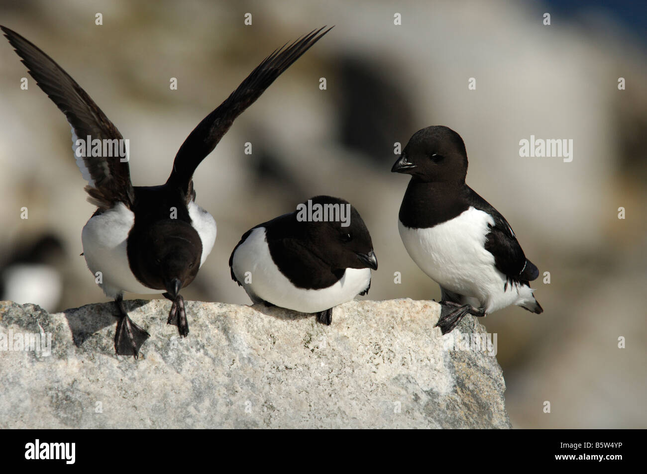Little auk or dovekie (Alle alle Stock Photo - Alamy