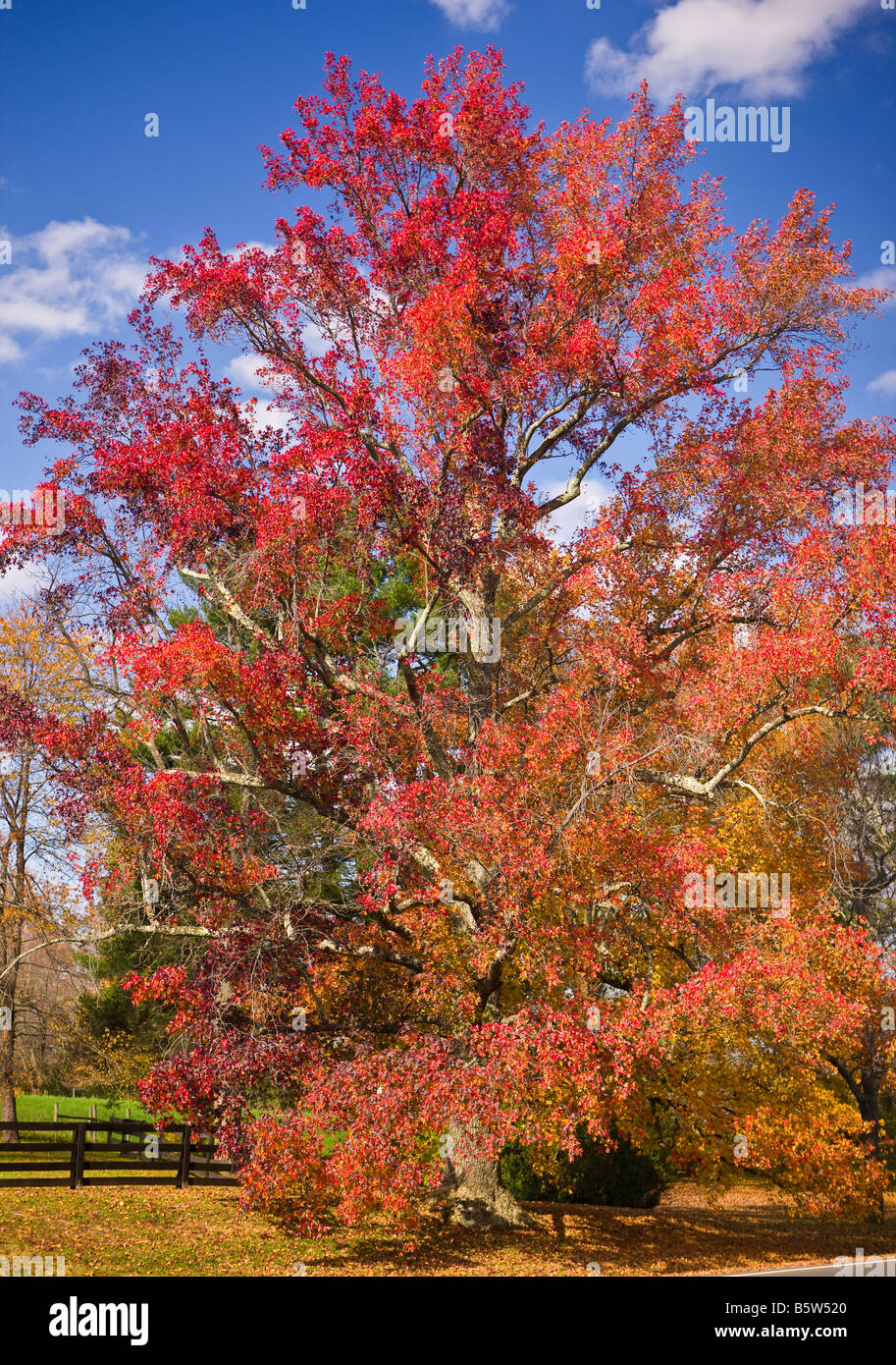 LOUDOUN COUNTY VIRGINIA USA Colorful fall foliage on trees along Route ...